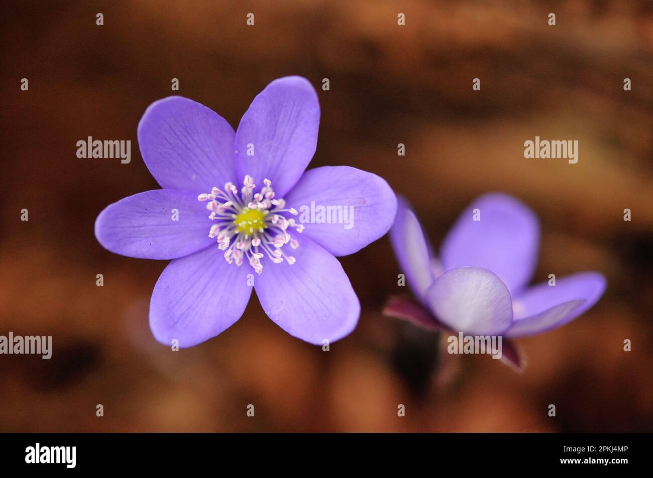 Liverwort plant (Hepatica nobilis Stock Photo - Alamy