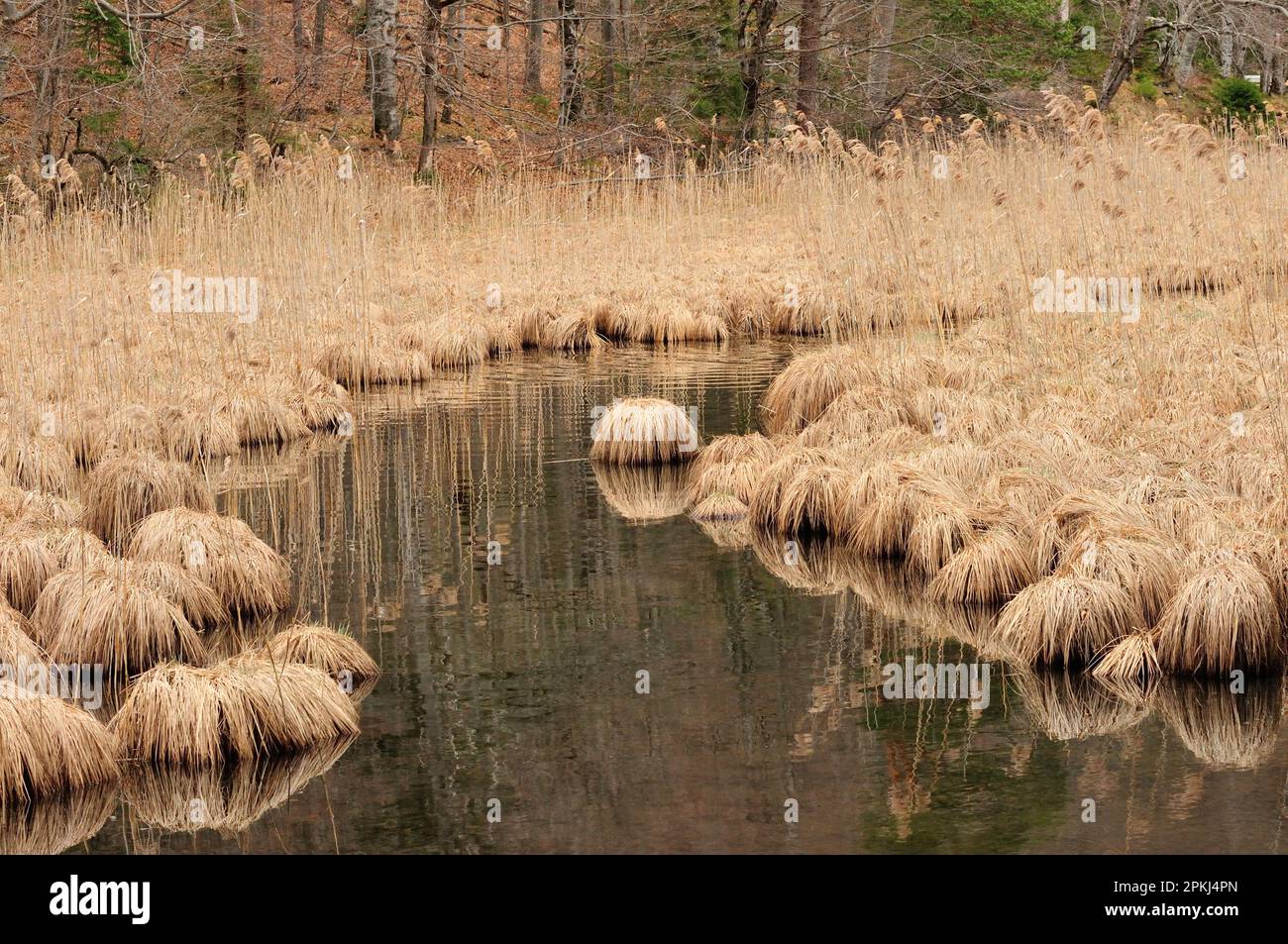 Swamp in forest hi-res stock photography and images - Alamy