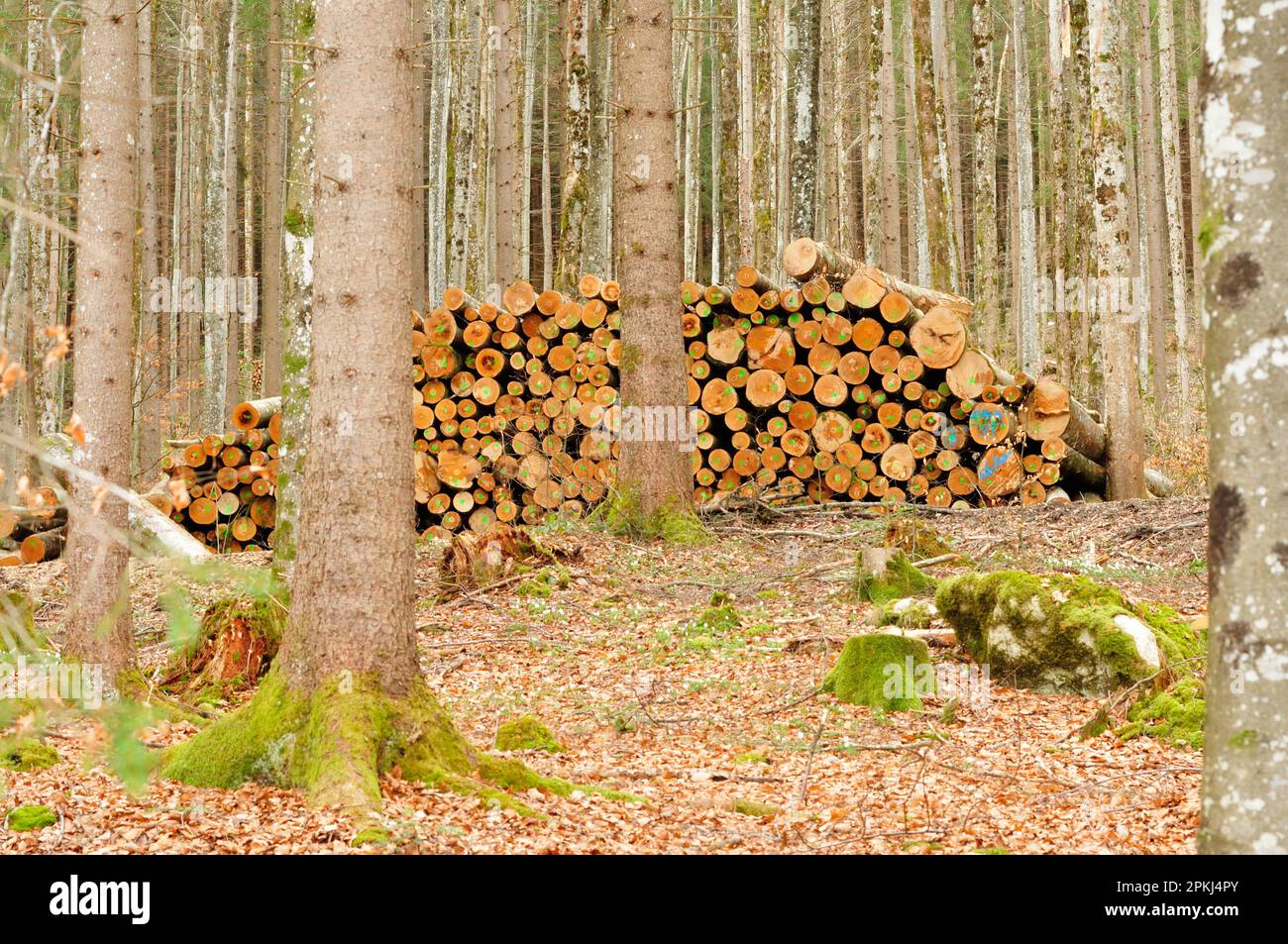 Firewood stack on each other in the forest Stock Photo - Alamy