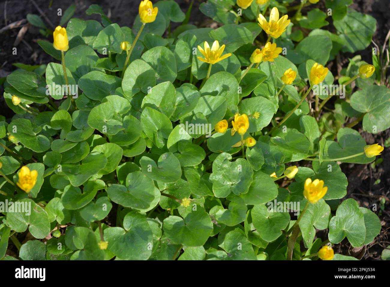 Bright yellow flowers Ficaria verna, formerly Ranunculus ficaria L ...
