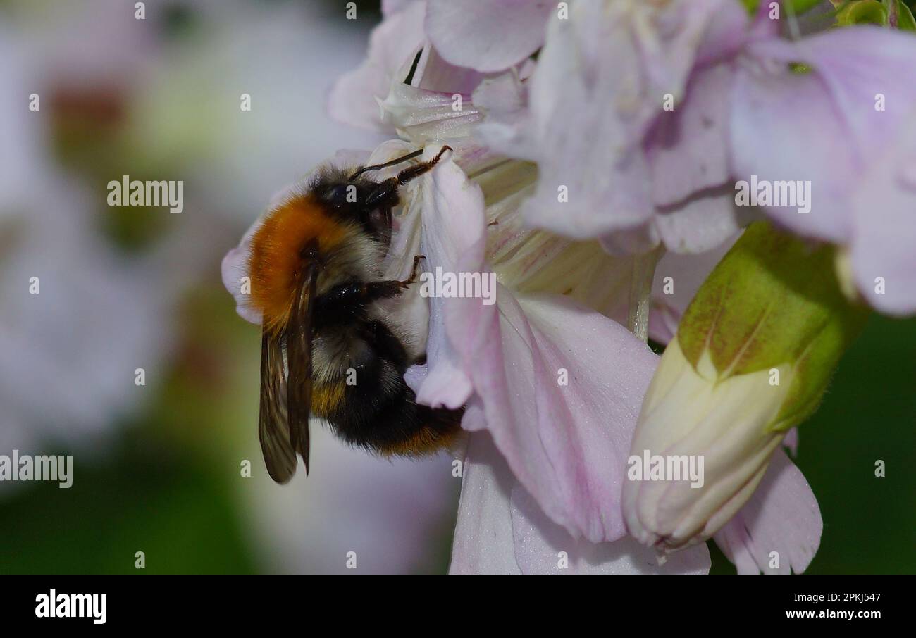 Bumblebee on a flower. Bumblebee gathers nectar from a flower. Marco ...