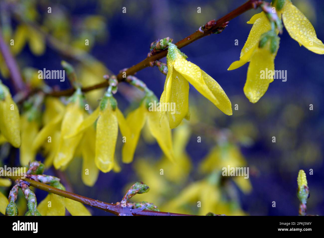 Beautiful bright spring bushes Forsythia with yellow, unusual flowers ...