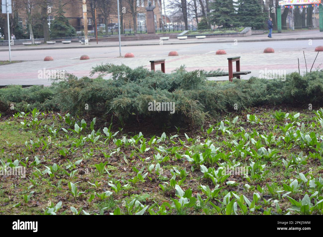 Park area with beautiful trees, sidewalks, benches, roads, lawn ...