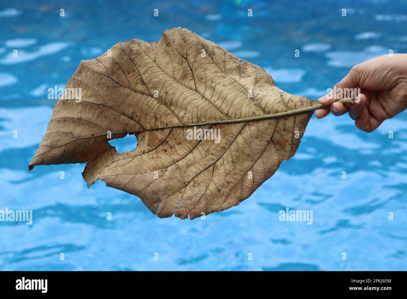 Dry leaf with blue pool on the background showing the concept of wet ...