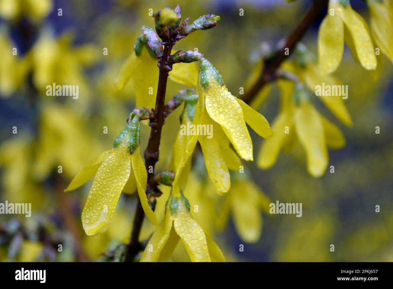 Beautiful bright spring bushes Forsythia with yellow, unusual flowers ...