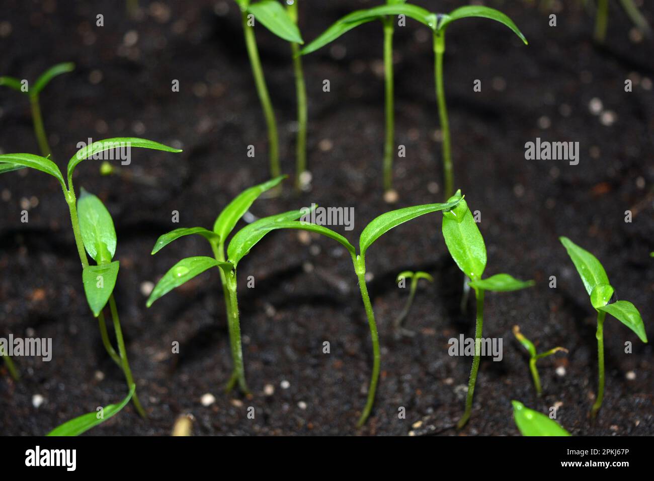 Homemade young seedlings of sweet bell pepper in black soil, beds of ...