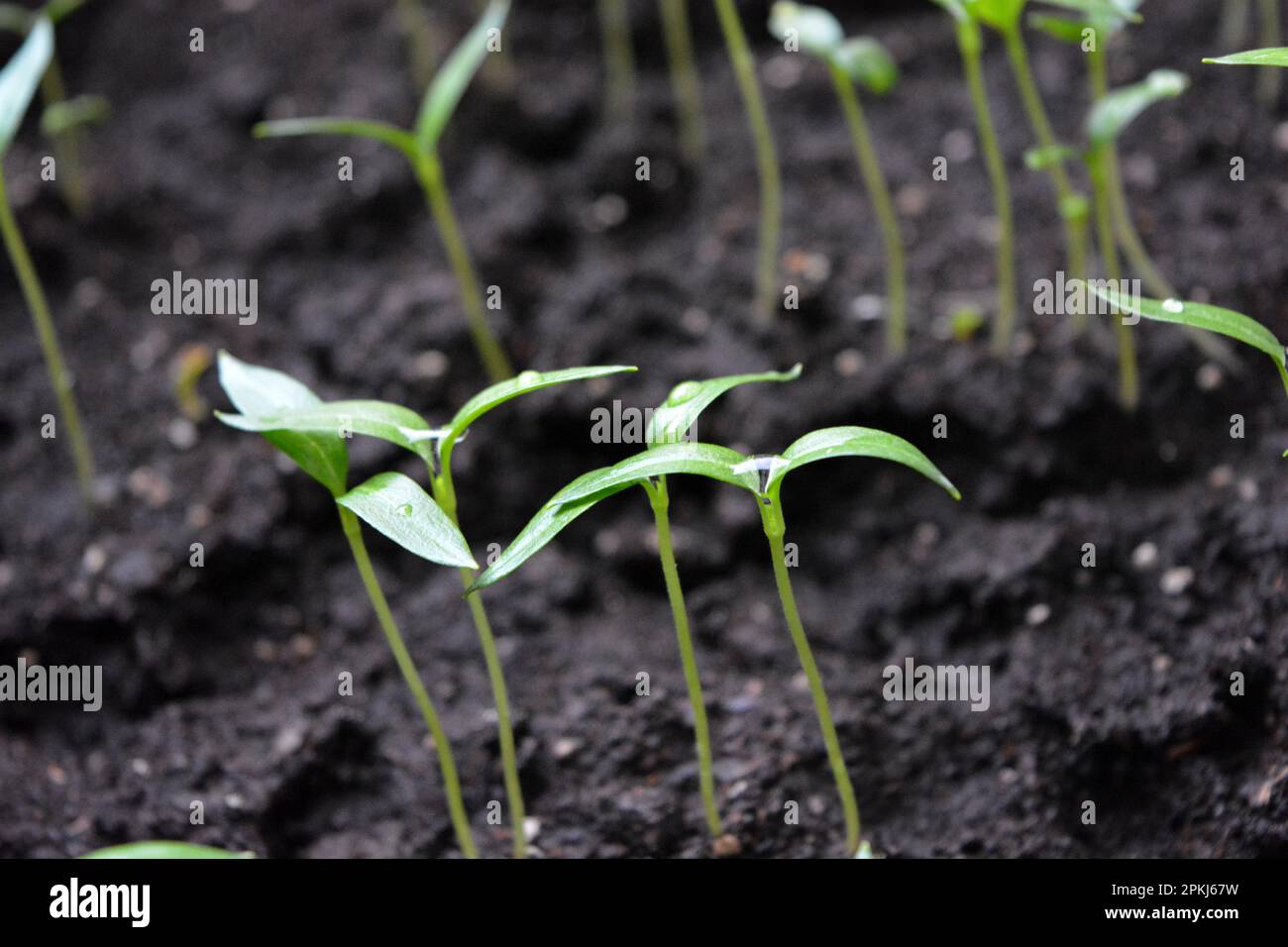 Homemade young seedlings of sweet bell pepper in black soil, beds of ...