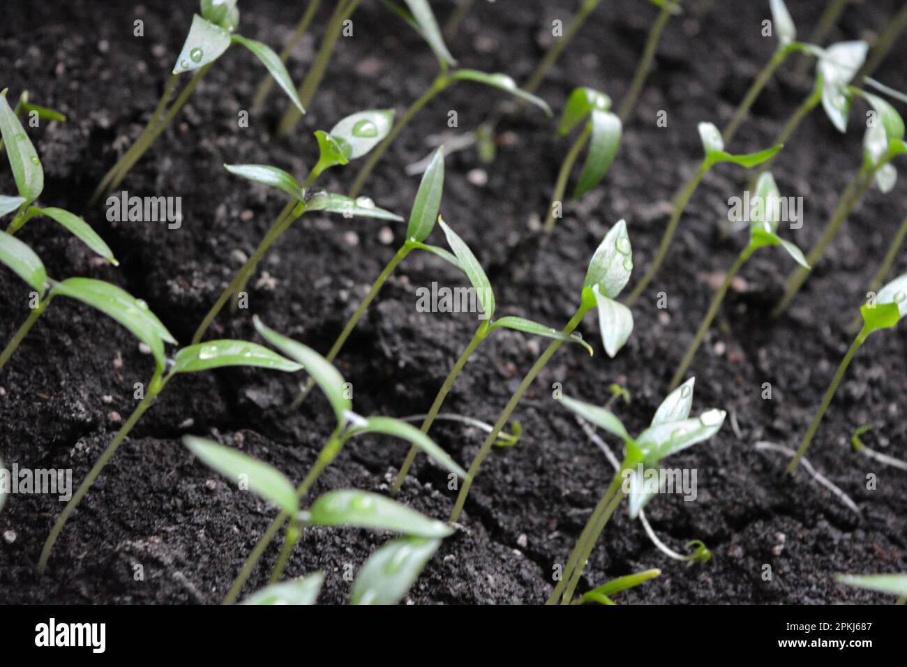 Homemade young seedlings of sweet bell pepper in black soil, beds of ...