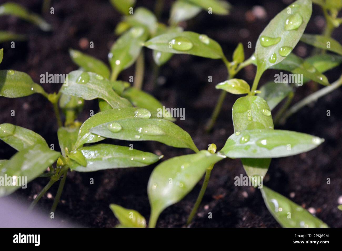 Homemade young seedlings of sweet bell pepper in black soil, beds of ...