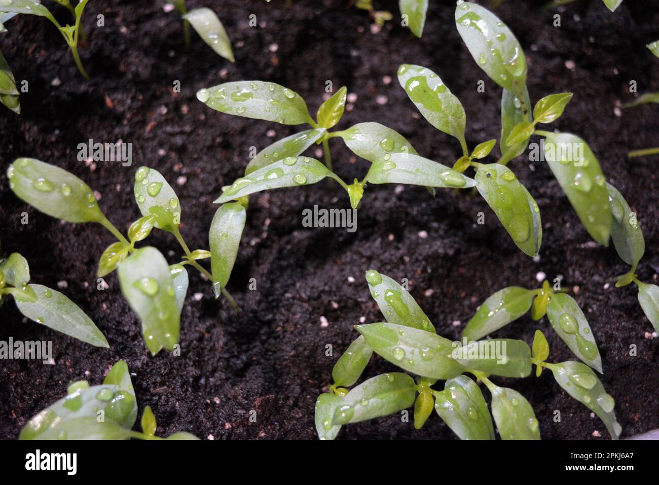 Homemade young seedlings of sweet bell pepper in black soil, beds of ...