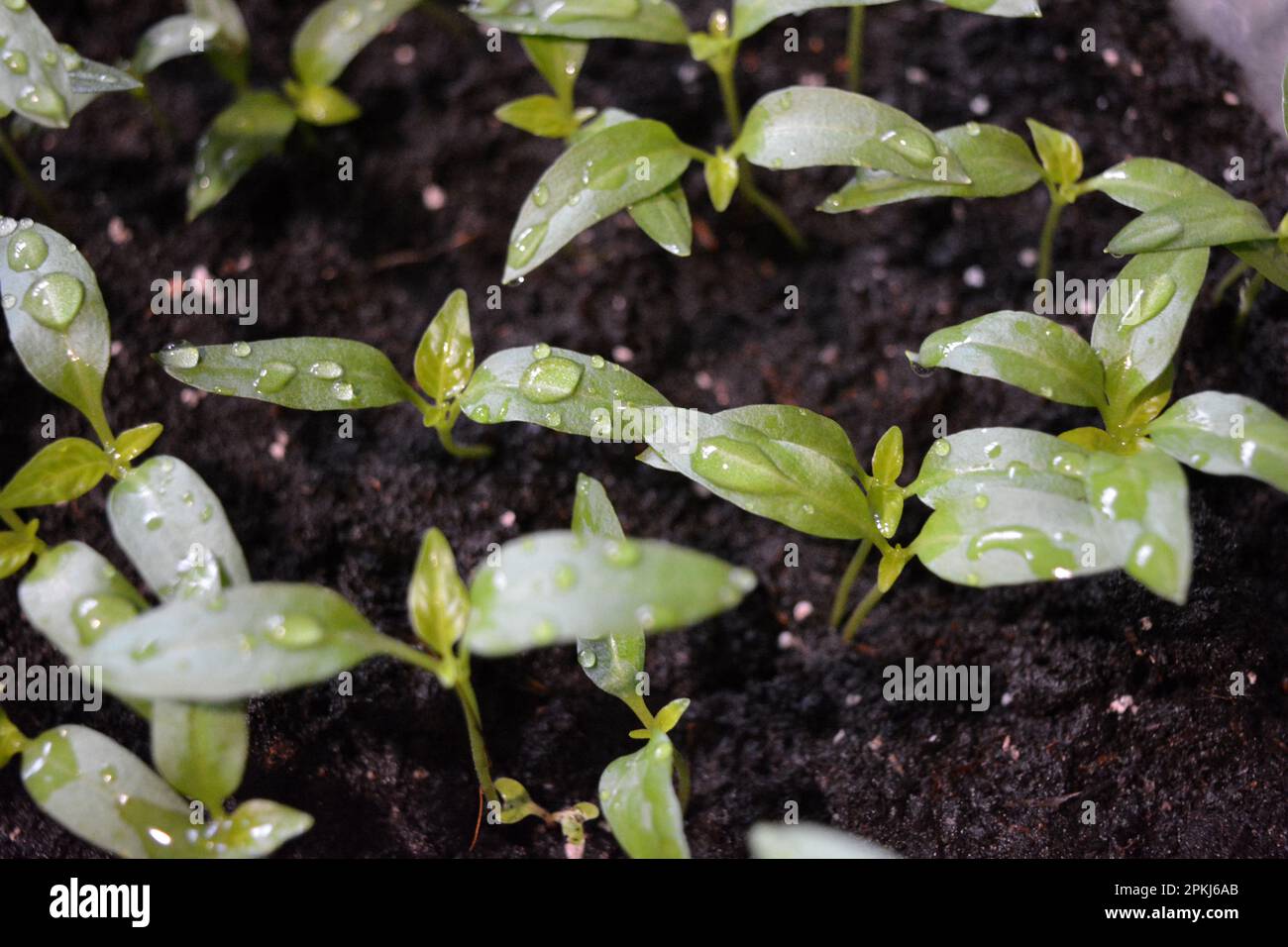 Homemade young seedlings of sweet bell pepper in black soil, beds of ...