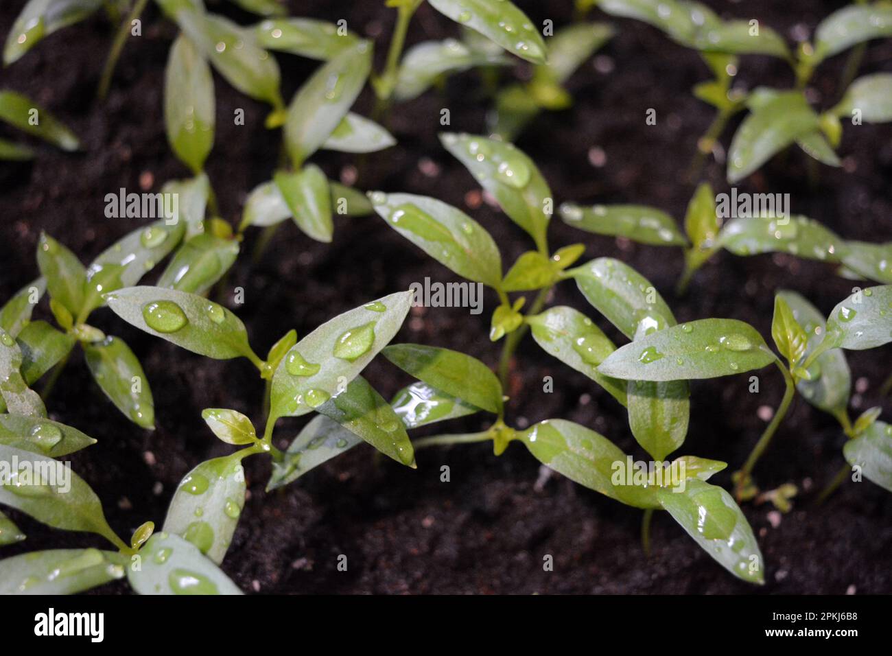 Homemade young seedlings of sweet bell pepper in black soil, beds of ...
