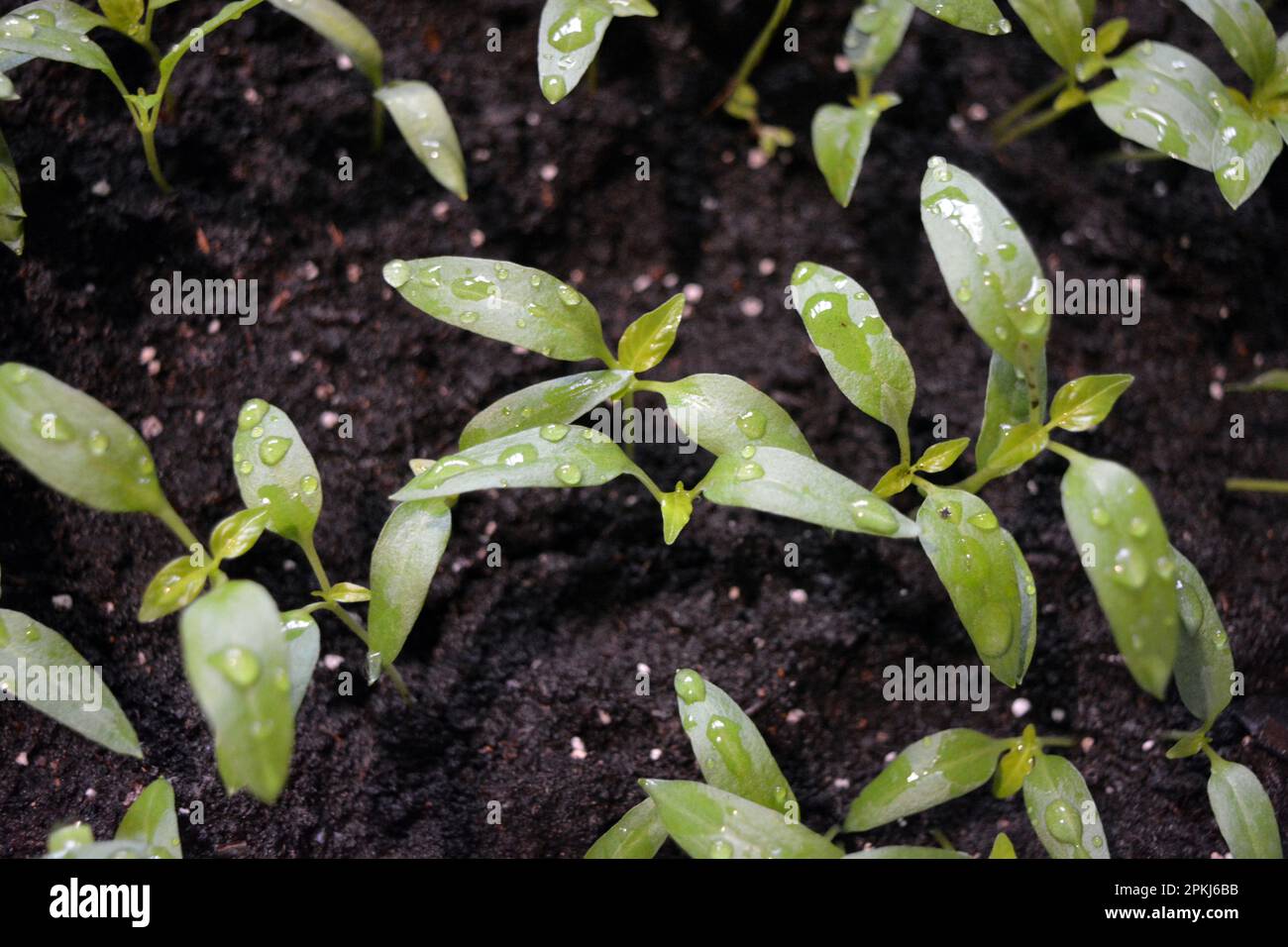 Homemade young seedlings of sweet bell pepper in black soil, beds of ...