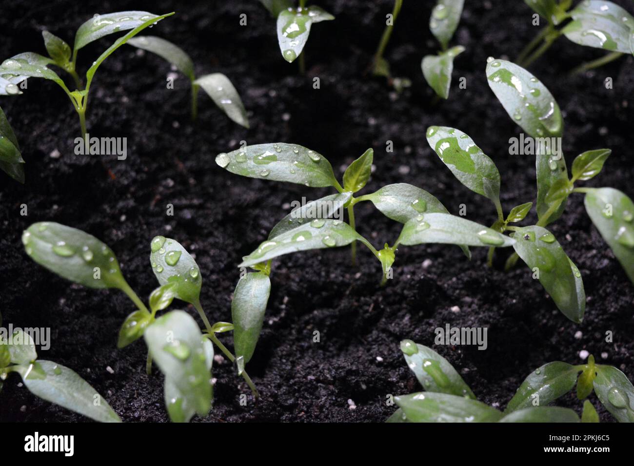 Homemade young seedlings of sweet bell pepper in black soil, beds of ...