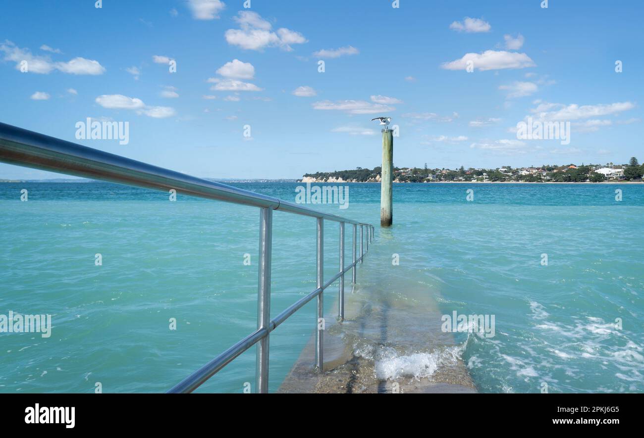 Seagull stretching its wings, standing on post at Takapuna Boat Ramp ...