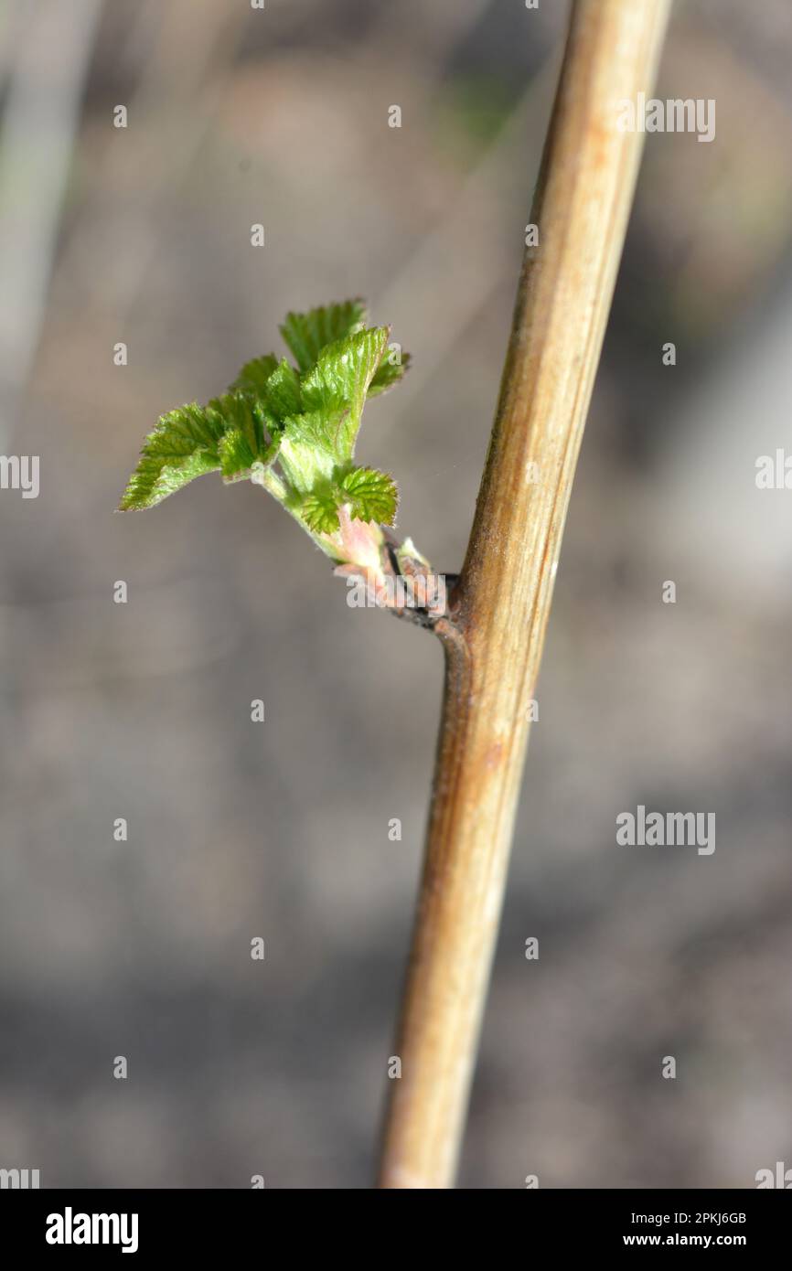 Young shoots of raspberries, a raspberry branch with small, young ...