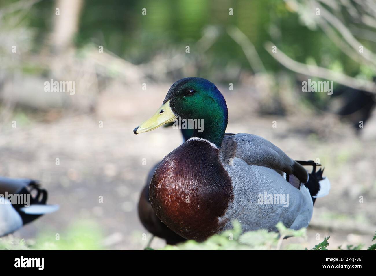 Cute Birds at The Lake of Public Park of Luton England UK Stock Photo ...