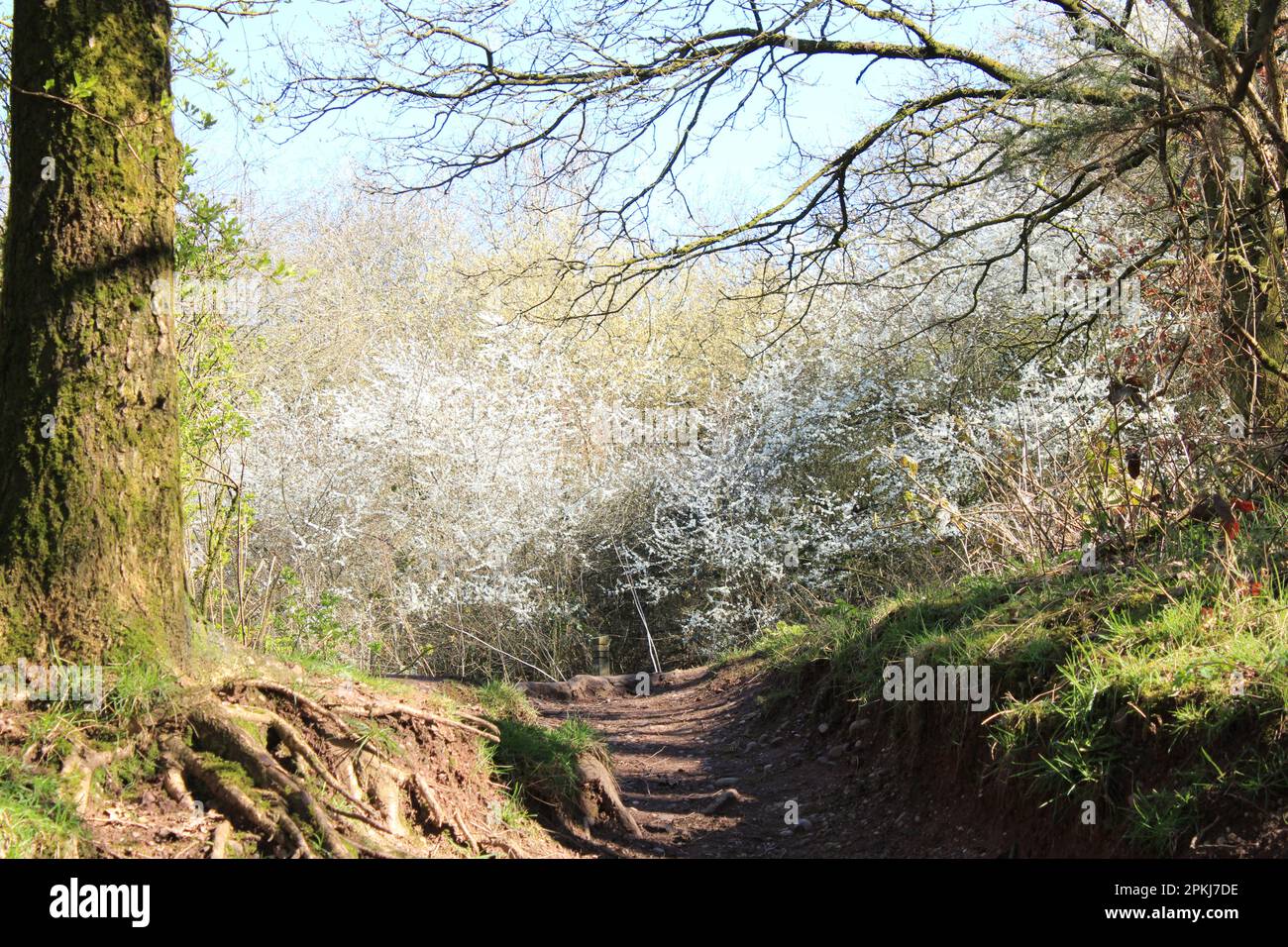 Flowers blooming on tree trunk hi-res stock photography and images - Alamy