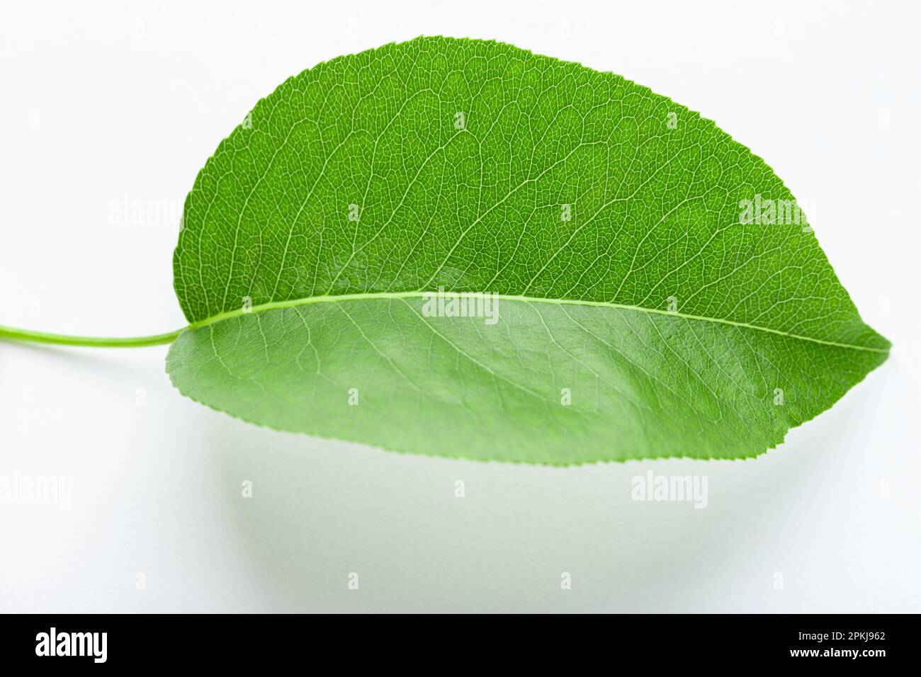 Green pear leaf on white background. Fruit leaf Stock Photo - Alamy