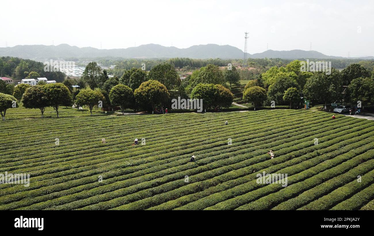 Changsha. 7th Apr, 2023. This aerial photo taken on April 7, 2023 shows ...