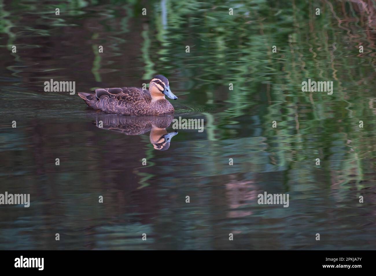 One Duck Swimming Stock Photo - Alamy