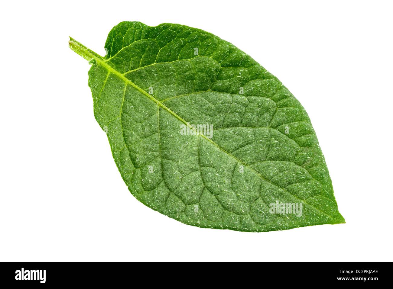 Fresh green potato leaf. Isolated on white background. File contains ...