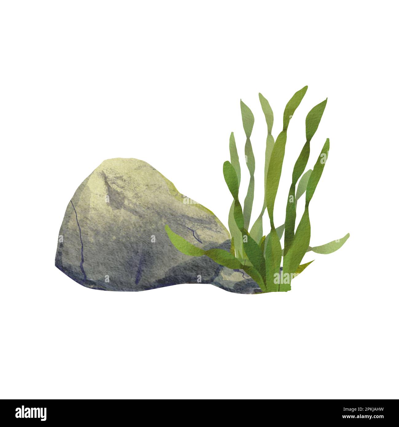 Composition with large sea stone and algae. Watercolor illustration of ...