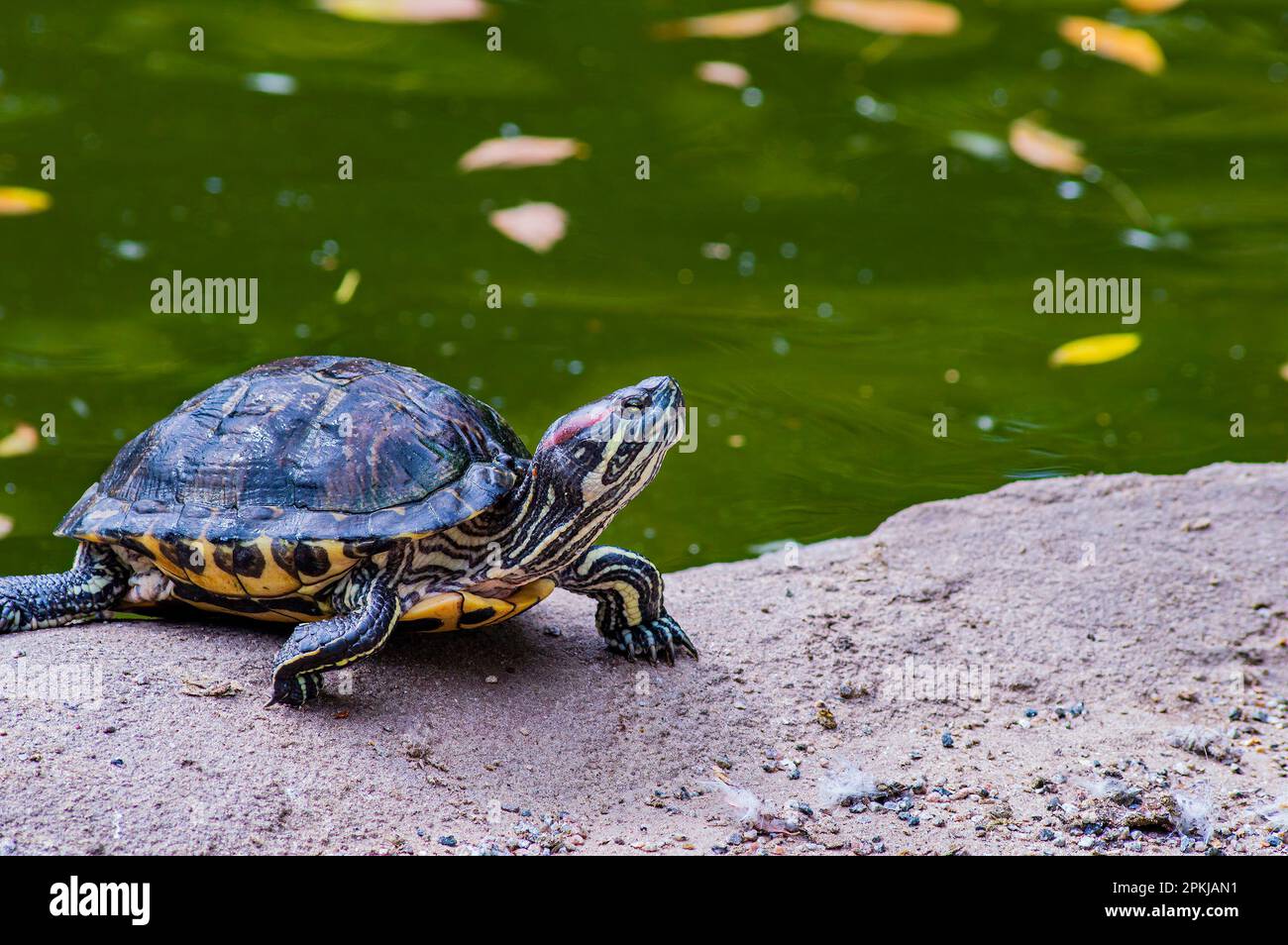 Red-eared tortoise on the shore of a reservoir. Trachemys scripta ...
