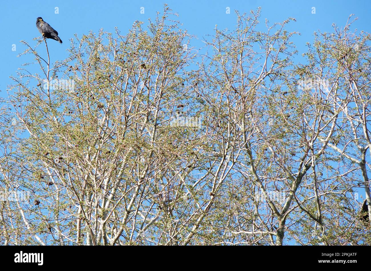Cute Birds at The Lake of Public Park of Luton England UK Stock Photo ...