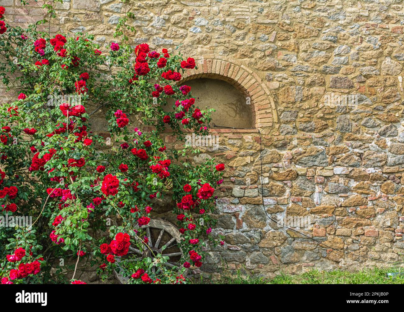 Plant of climbing red roses on a wall of a typical Tuscan rural ...