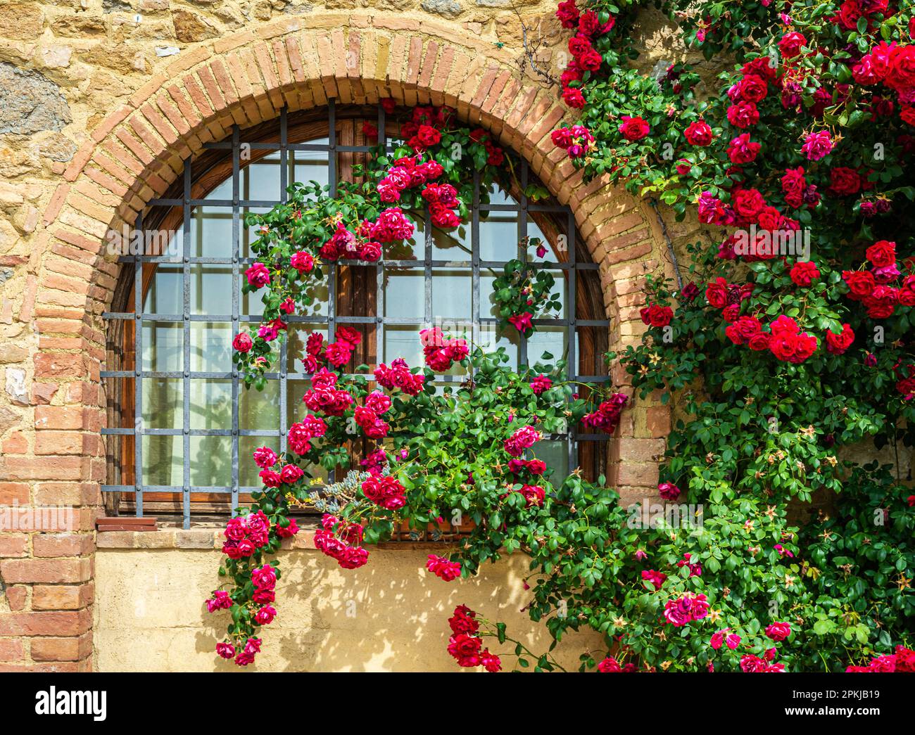 Plant of climbing red roses on a wall of a typical Tuscan rural ...