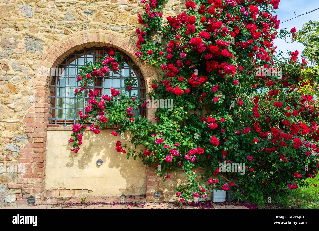 Plant of climbing red roses on a wall of a typical Tuscan rural ...