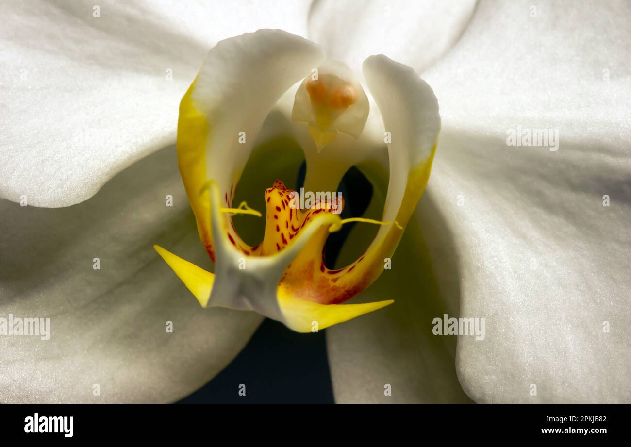 Close up of white Moth orchid (Phalaenopsis amabilis), commonly known ...