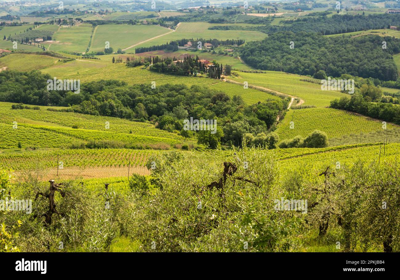 Tuscany landscape in spring with olive groves and vineyards along the ...