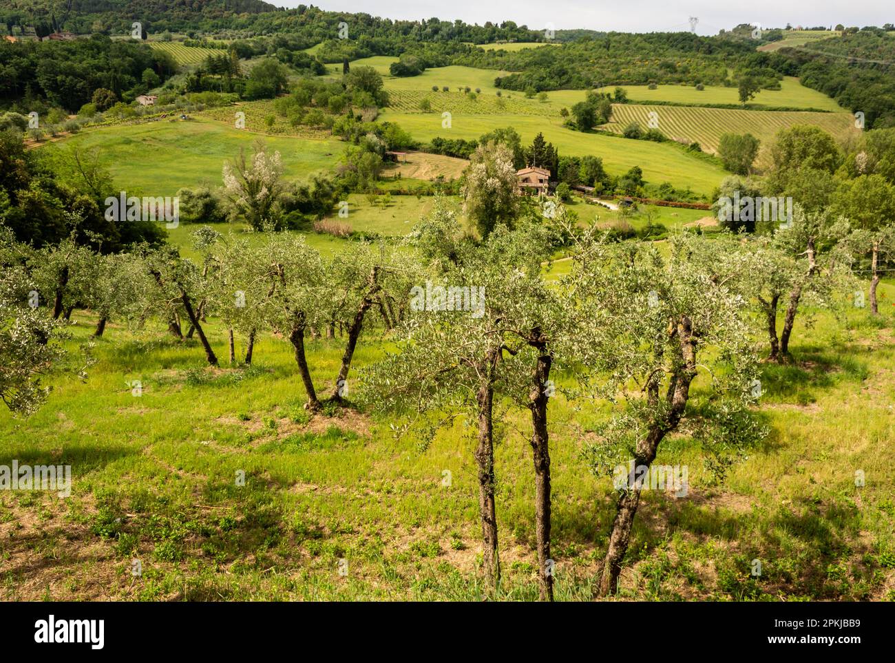 Tuscany landscape in spring with olive groves and vineyards along the ...