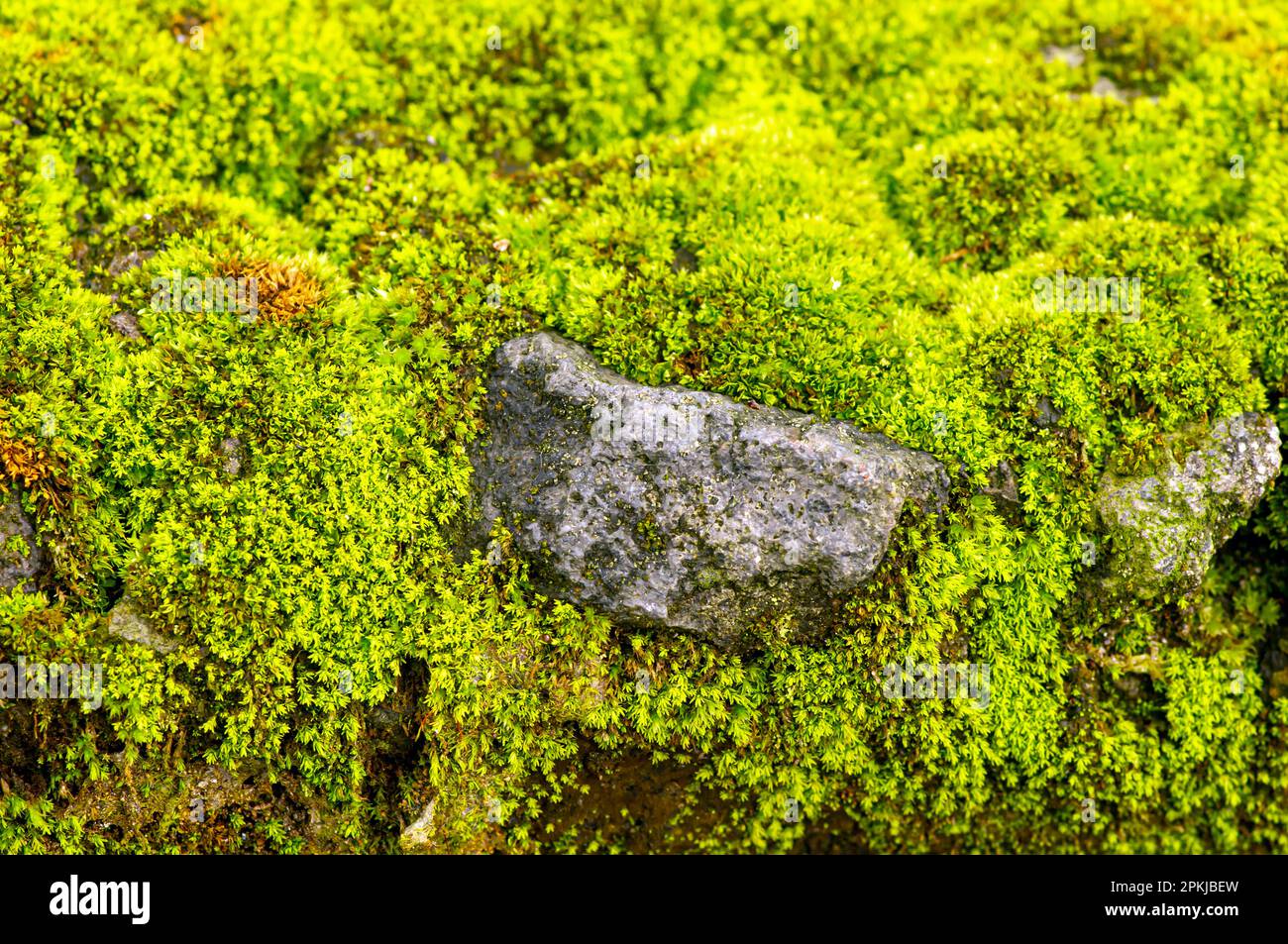 Background blooming forest moss hi-res stock photography and images - Alamy