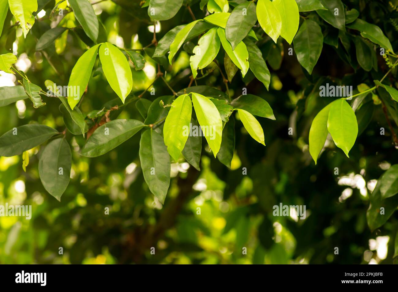 Melinjo, Gnetum gnemon green leaves, shallow focus Stock Photo - Alamy