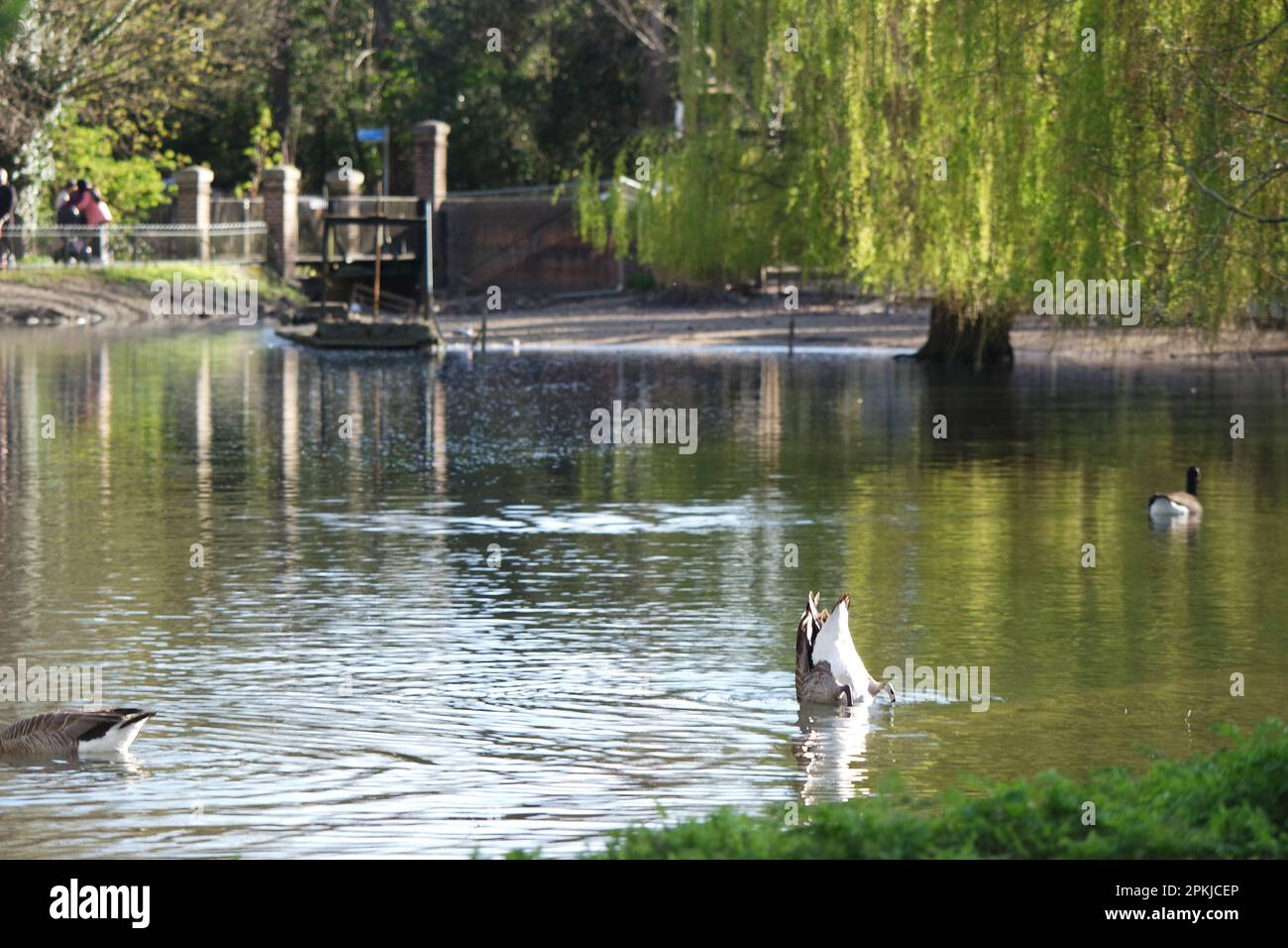 Cute Birds at The Lake of Public Park of Luton England UK Stock Photo ...
