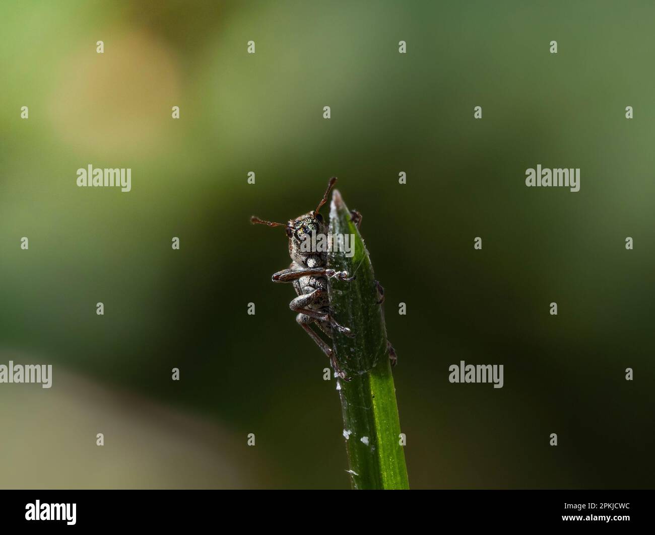 Weevil on A Blade of Grass Stock Photo - Alamy