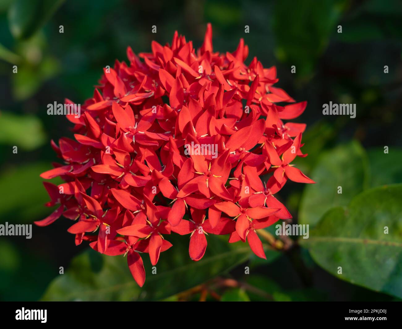 Names Of Dark Red Flowers
