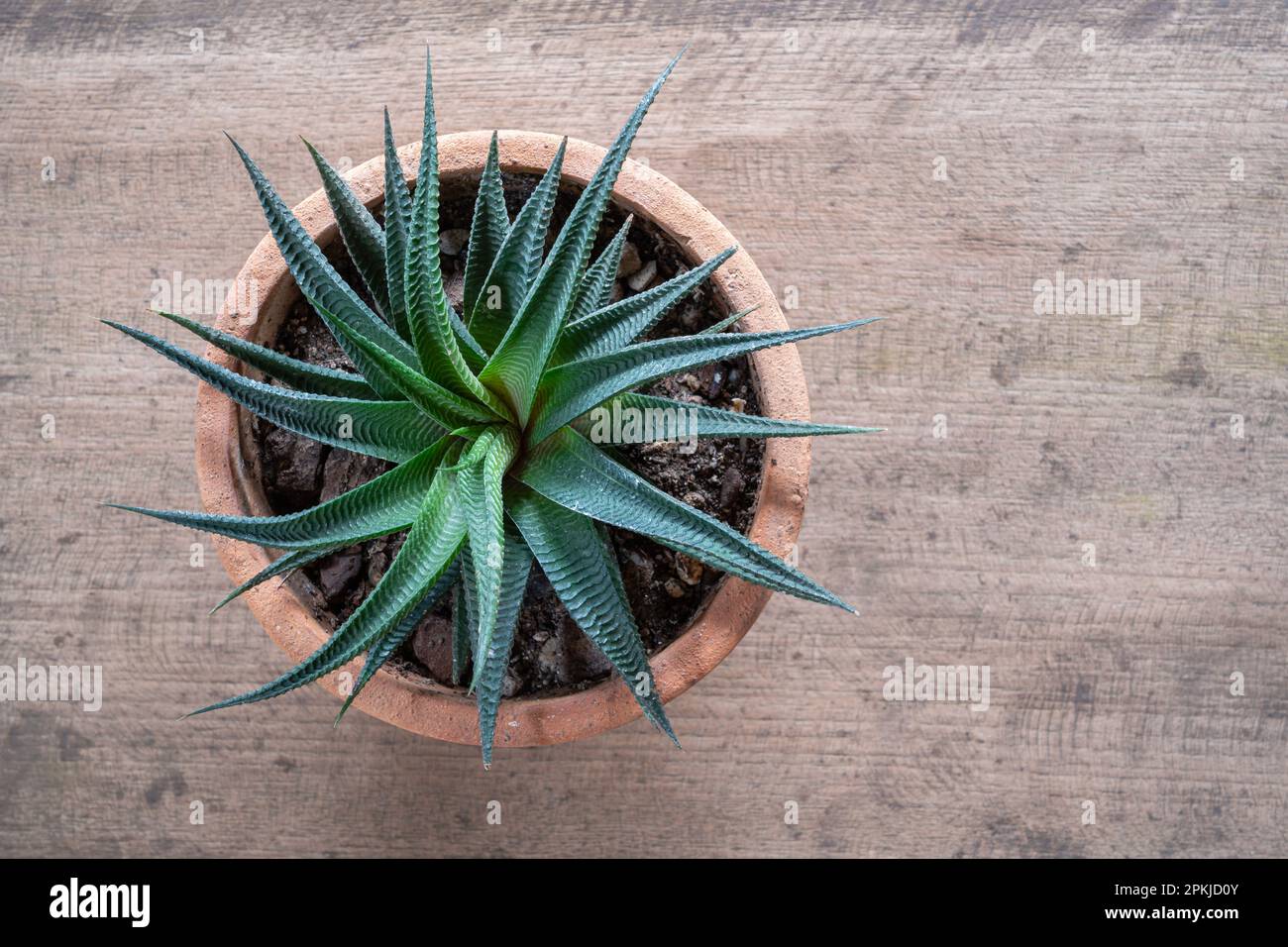 Closeup top view of star shaped succulent plant haworthiopsis limifolia ...