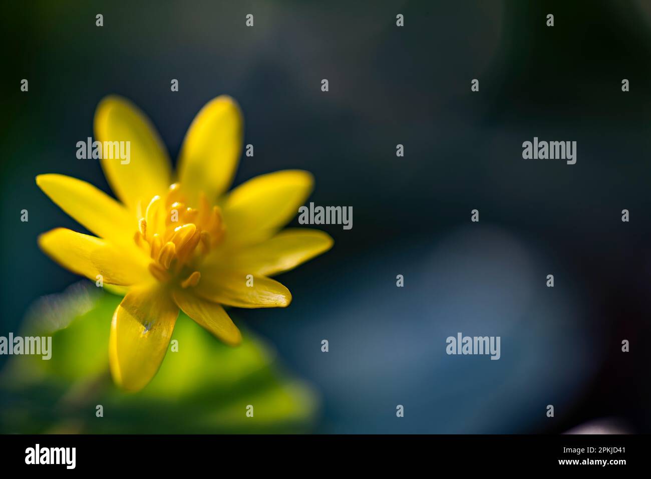 A close-up shot of a vibrant yellow Lesser celandine flower growing in ...
