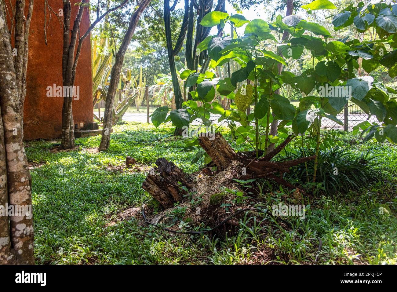 Stone construction in the middle of the tropical jungle covered with ...