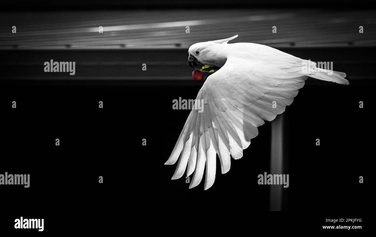 An Australian White Cockatoo Flying In Mid Air Wings Spread Wide And Flapping In The Wind