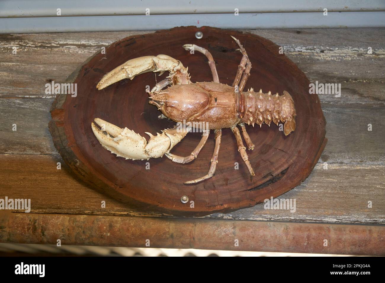 The large taxidermy mounted Murray River Crayfish or Euastacus armatus Stock Photo - Alamy