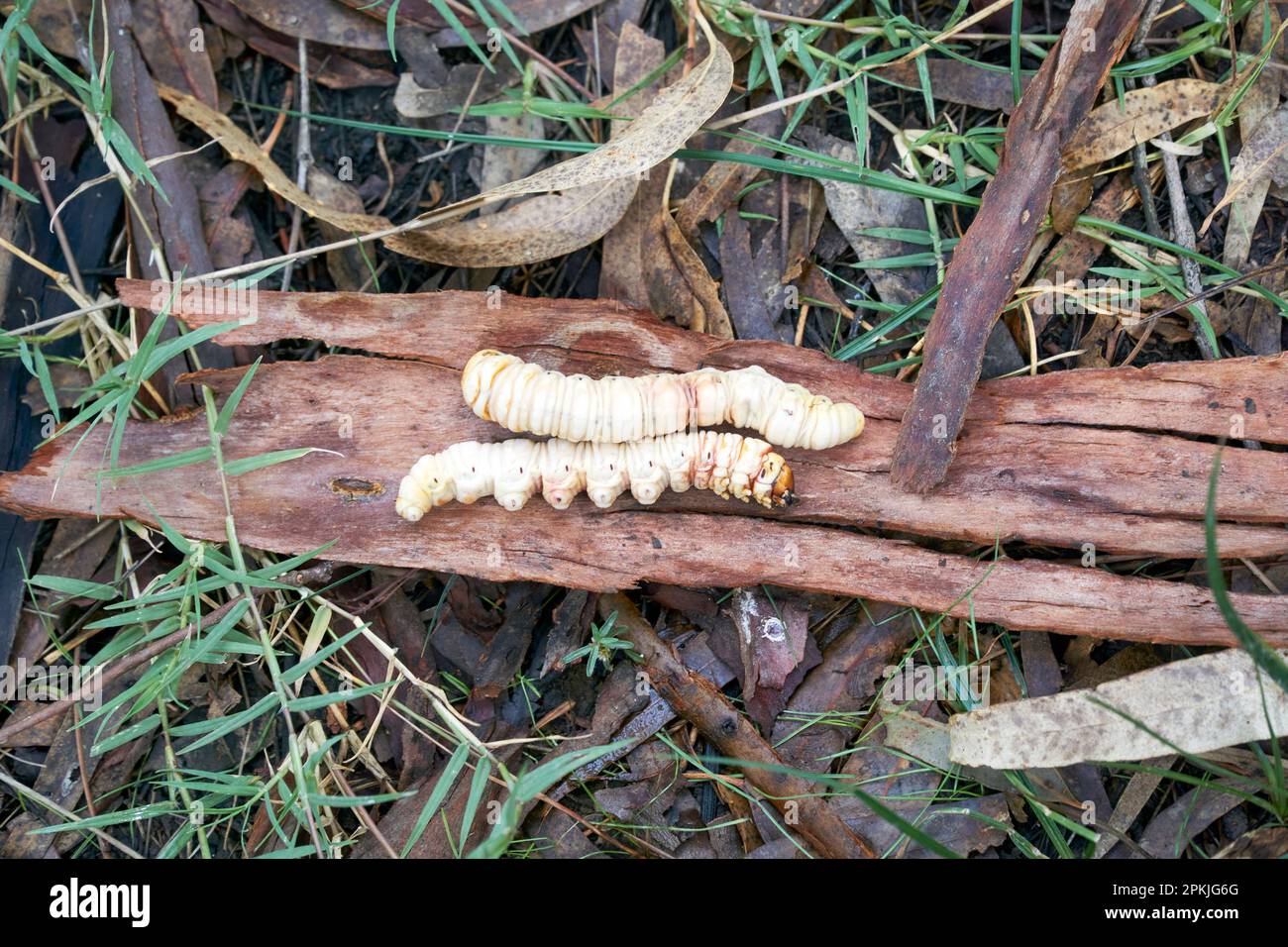 The Bardi grub lives in tunnels in the ground and adults pupate into ...