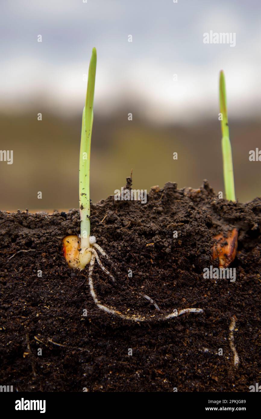 Germination corn hi-res stock photography and images - Alamy