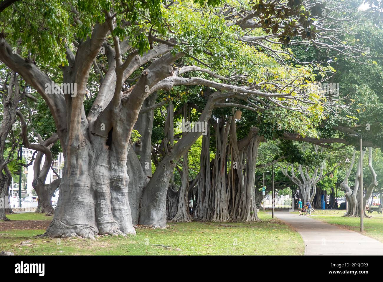 Impressive trees in Ala Moana Regional Park Stock Photo - Alamy