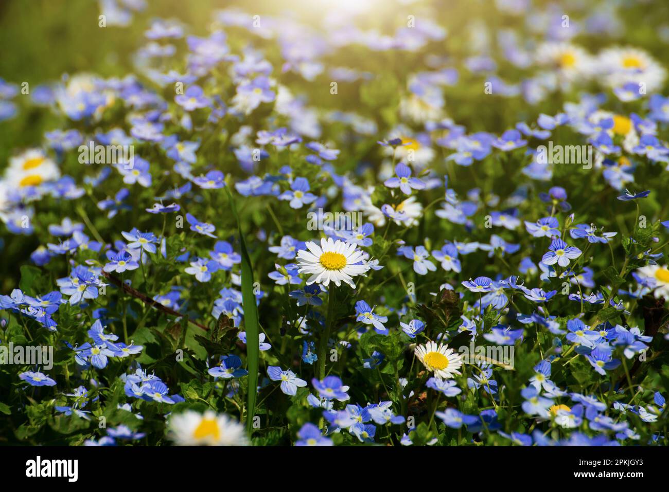 Closeup beautiful common daisy hi-res stock photography and images - Alamy
