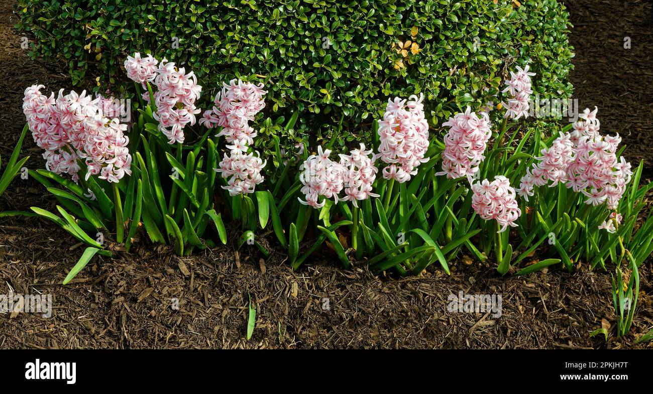 pale pink hyacyinths, in row, green shrub behind, brown mulch, spring ...